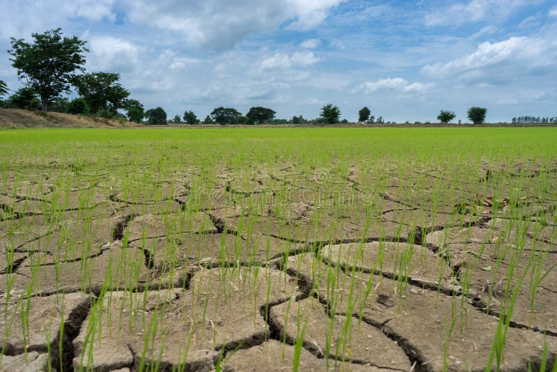 Drought in the Rice Farms stock photo. Image of drying - 22512334