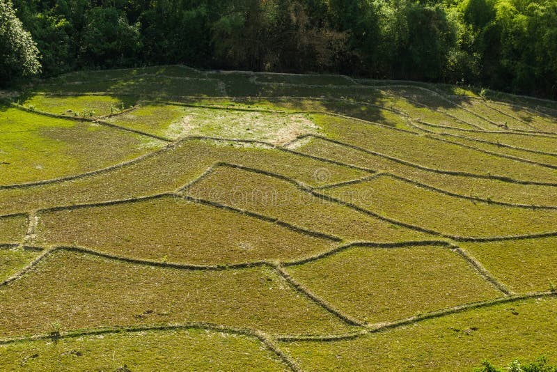 Drought of Rice field-1 stock photo. Image of drought - 8542820