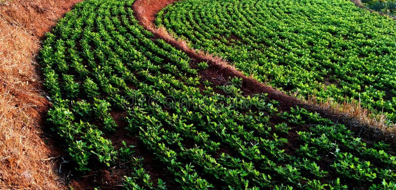Rice Field, Dry Grass in the Rice Field Stock Photo - Image of fields ...