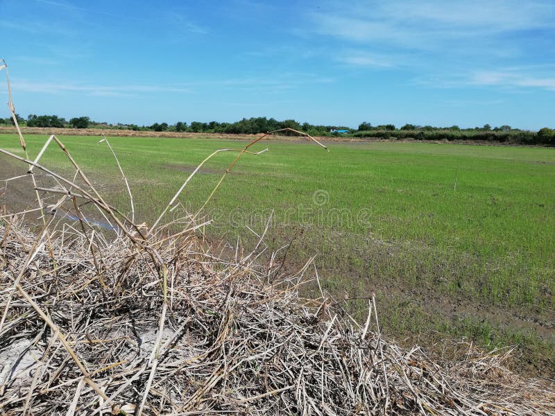 Rice Field in Dry Season, Thailand Stock Photo - Image of local, field ...