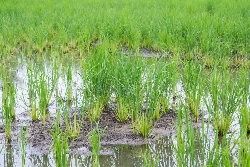 Rice field stock photo. Image of nature, meadow, field - 88179048