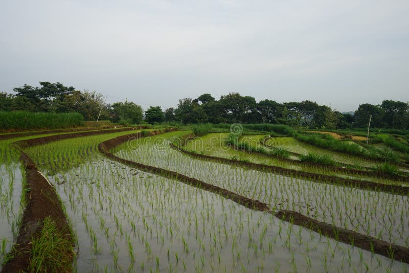 Rice Field in East Java, Indonesia Stock Photo - Image of plant ...