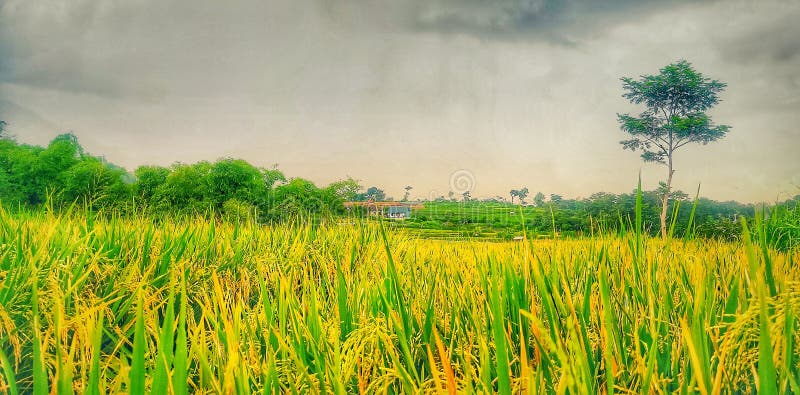 400 Tree Rice Field East Java Stock Photos - Free & Royalty-Free Stock ...