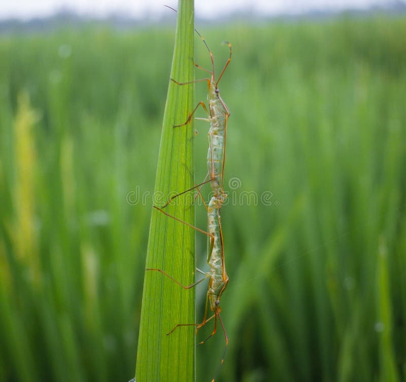 Rice Field Ecosystem Life Insect Stock Image - Image of field ...