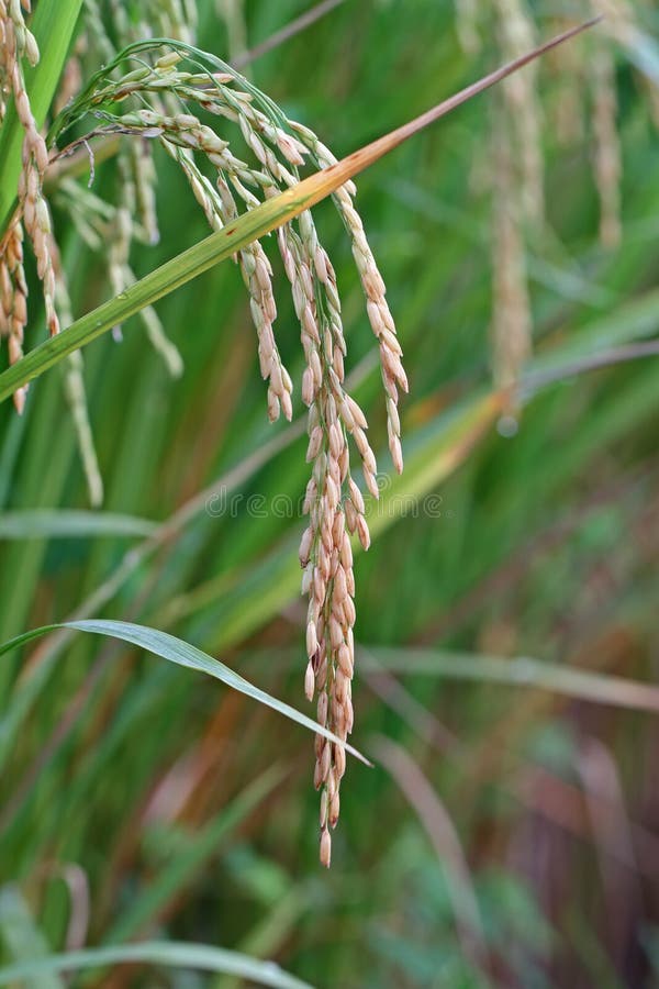 Rice field stock image. Image of farming, botany, asian - 78829513