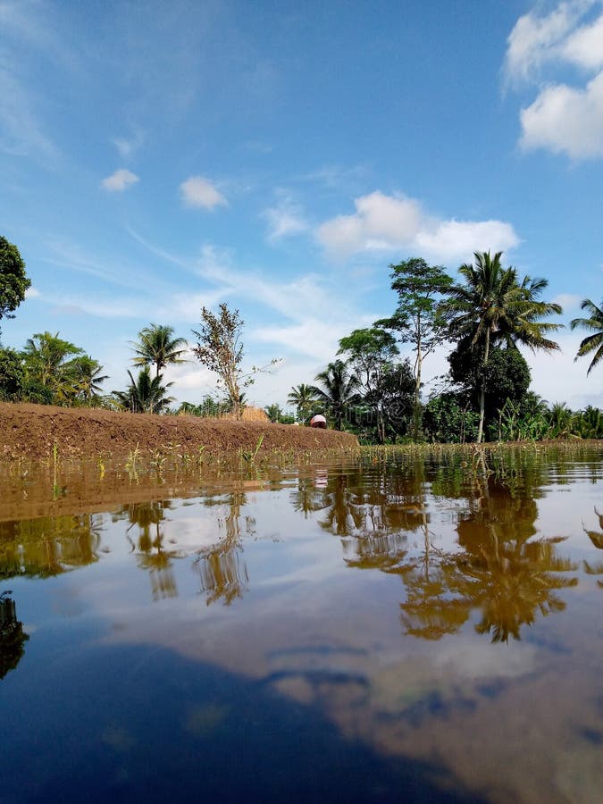 Rice field embankment stock photo. Image of embankment - 292809746