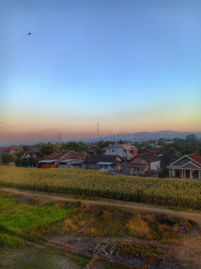 Rice Field Embankments and Rows of Rice Fields Under the Dawn Sky ...