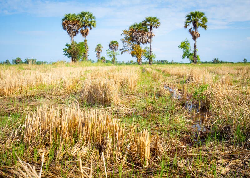 The Rice Field after End of Harvest Season in the Morning Stock Image ...