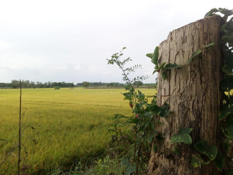 The Rice Field in the Evening Stock Photo - Image of ruins, green ...
