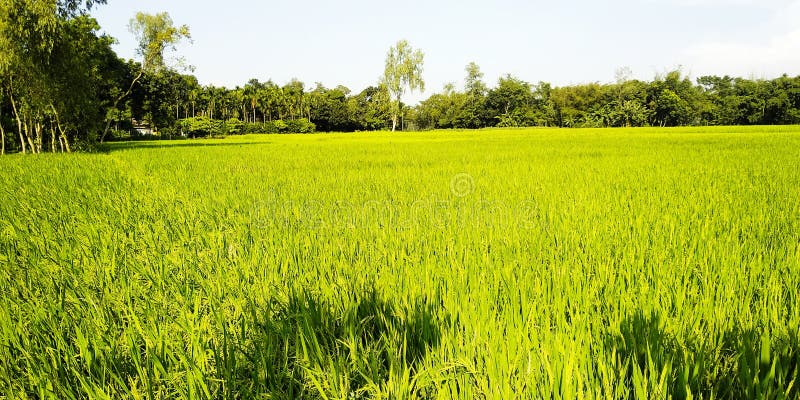 Rice field evergreen stock photo. Image of plain, plant - 232394244