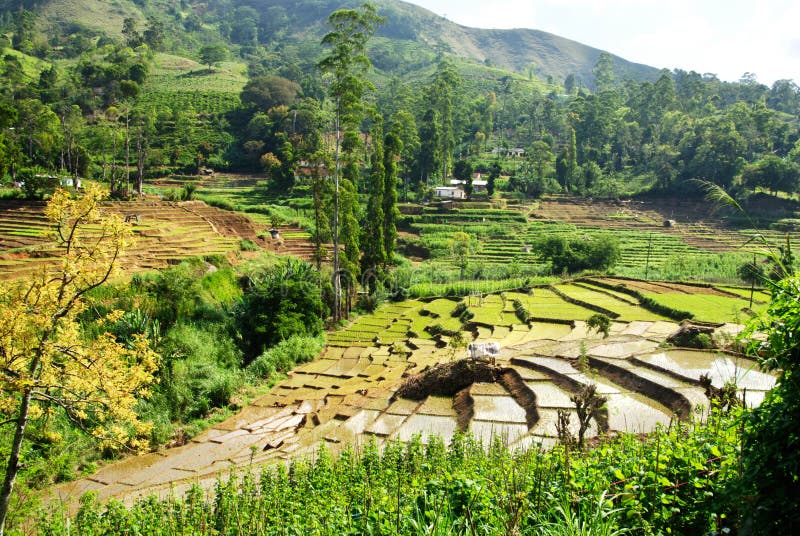 Rice field and farm stock image. Image of hillside, asia - 20936639