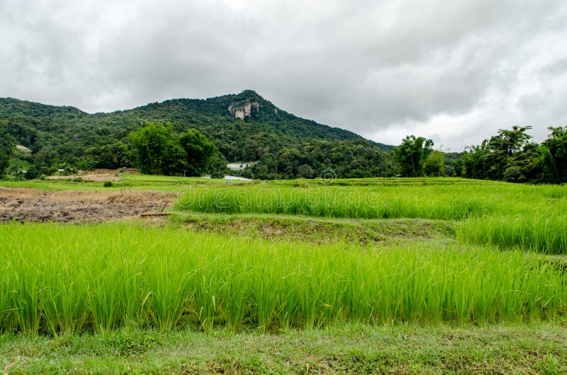 Rice Field Farm. stock image. Image of grow, grass, cultivate - 98713011