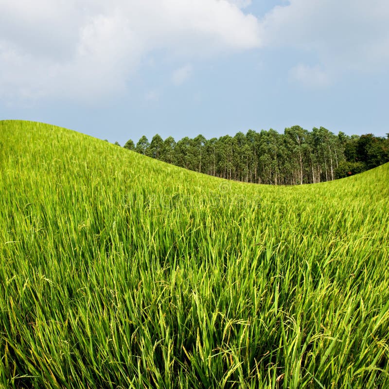 Rice Field And Farm With Blue Sky Stock Image - Image of tropical ...