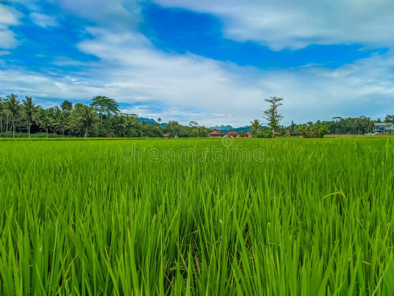 Rice Field Farm Landscape and Beautiful Blue Sky. Stock Photo - Image ...