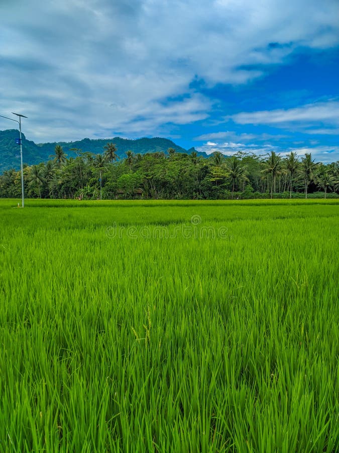Rice Field Farm Landscape and Beautiful Blue Sky. Stock Photo - Image ...