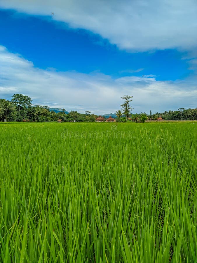 Rice Field Farm Landscape and Beautiful Blue Sky. Stock Image - Image ...