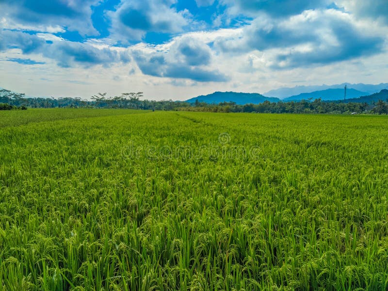 Rice Field Farm Landscape and Beautiful Blue Sky. Stock Photo - Image ...
