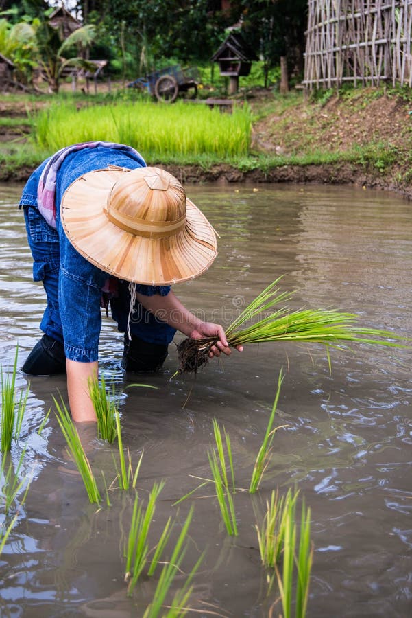 Rice field and farmer stock image. Image of landscape - 106586687
