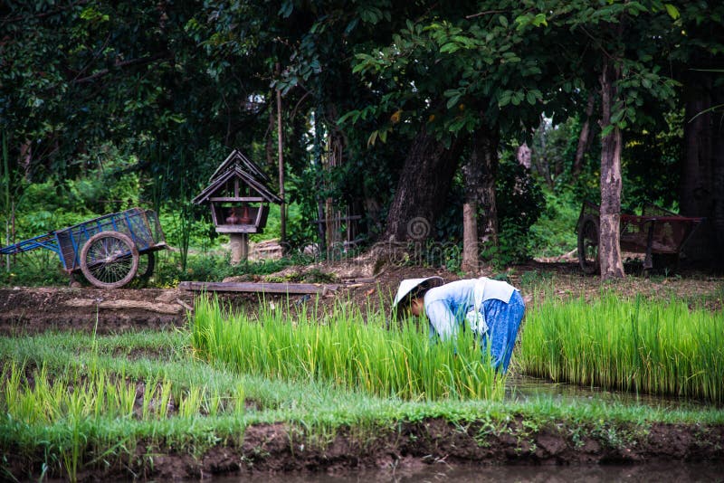 Rice field and farmer editorial photography. Image of agriculture ...