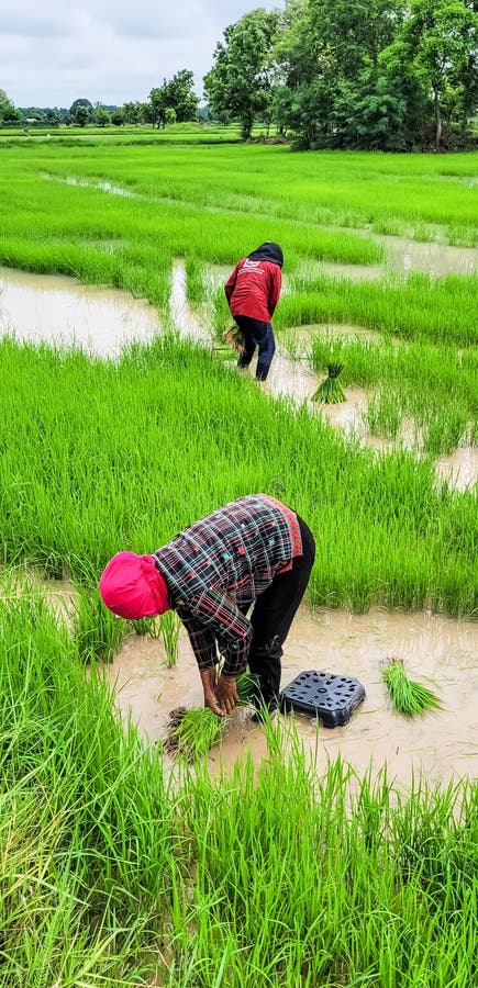 Rice field stock image. Image of asia, landscape, farmers - 258765855