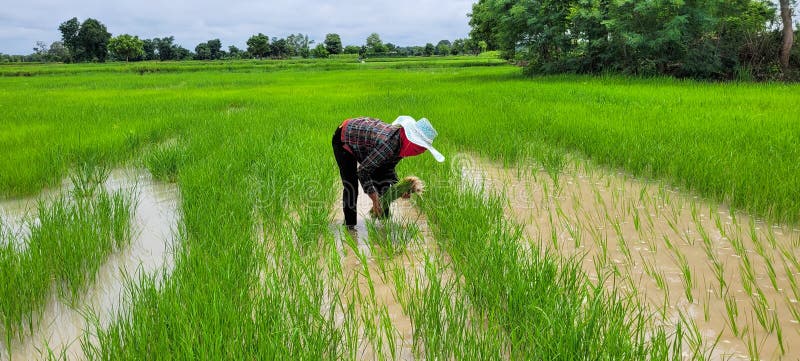Rice field stock photo. Image of field, tree, asia, group - 258765880