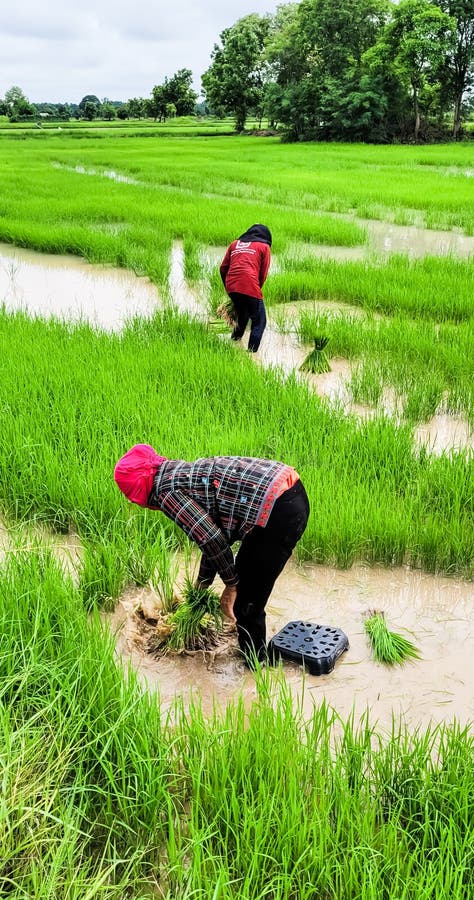Rice field stock image. Image of plant, farmers, green - 259875387