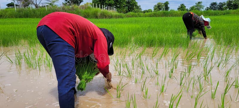 Rice field stock photo. Image of landscape, working - 259875398