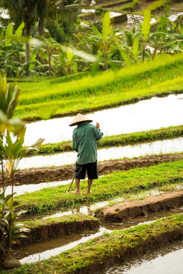 Rice field editorial photo. Image of growth, pick, lines - 65785726