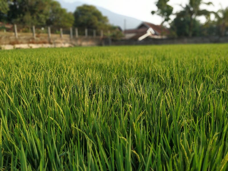 Rice Field, Farming Area, Indonesia. 2019 Stock Image - Image of ...
