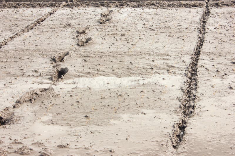 Rice field stock photo. Image of grass, agriculture, africa - 56450150