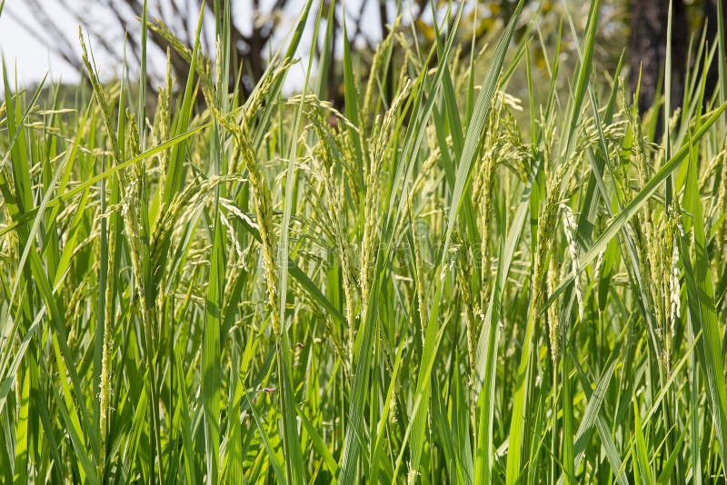 Dry Rice Field during the Harvest in Farm Stock Image - Image of ...