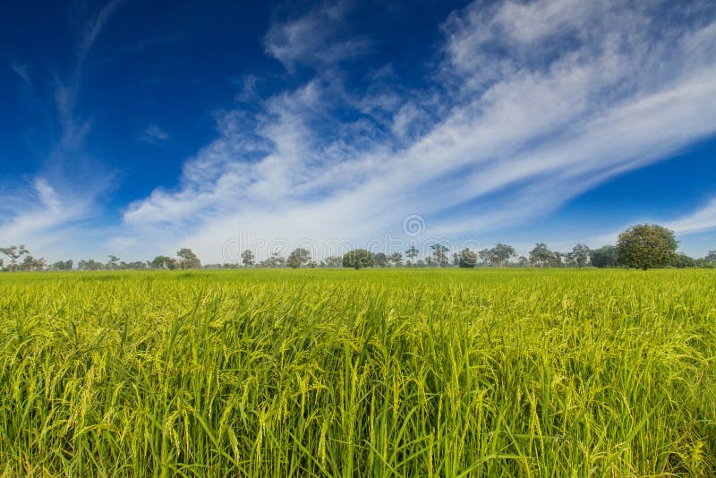 Rice field stock image. Image of farming, paddy, farm - 38969593