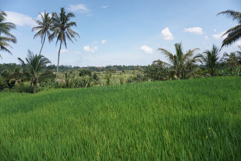 Rice field landscape stock image. Image of prairie, plant - 208166863