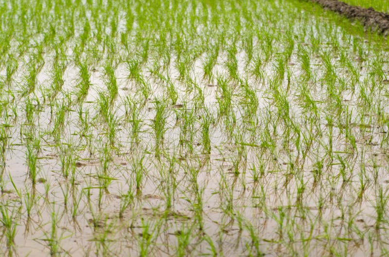 Rice Field Flooded with Water Stock Image - Image of food, travel: 23735049