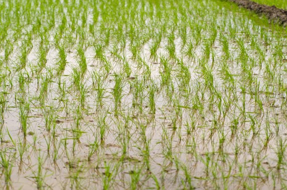 Rice Field Flooded with Water Stock Image - Image of food, travel: 23735049