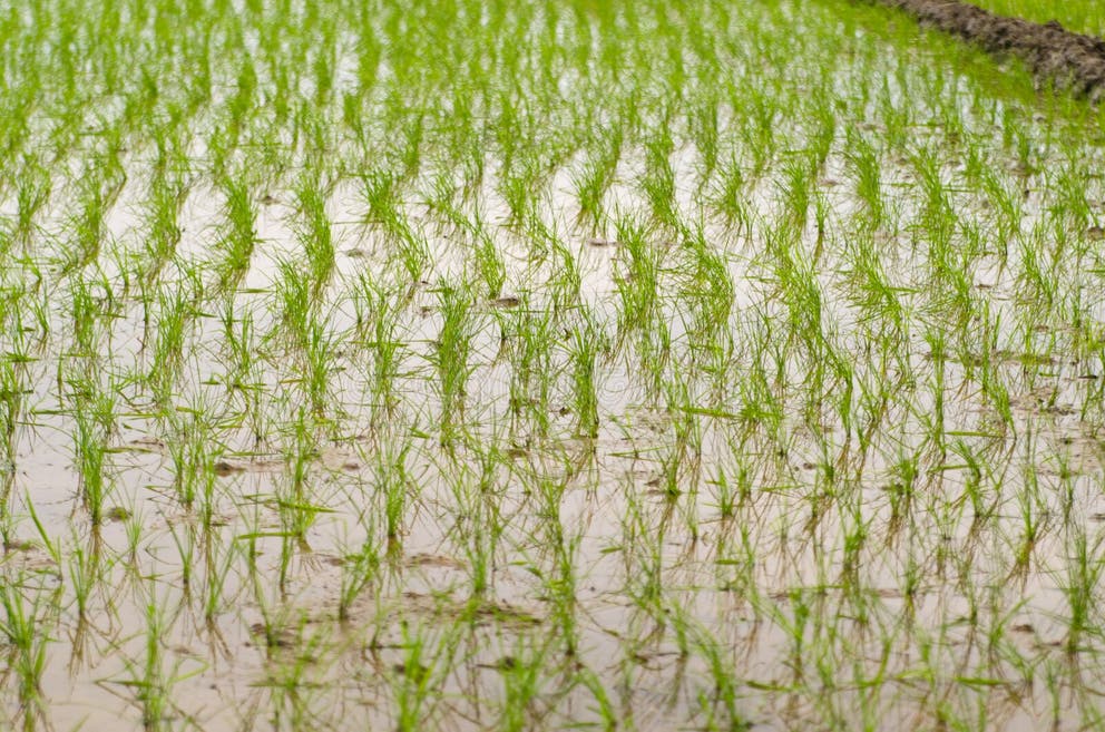 Rice Field Flooded with Water Stock Image - Image of food, travel: 23735049