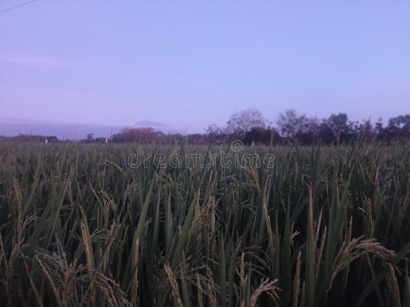Rice Field at the Foot of the Mountain Stock Image - Image of rice ...