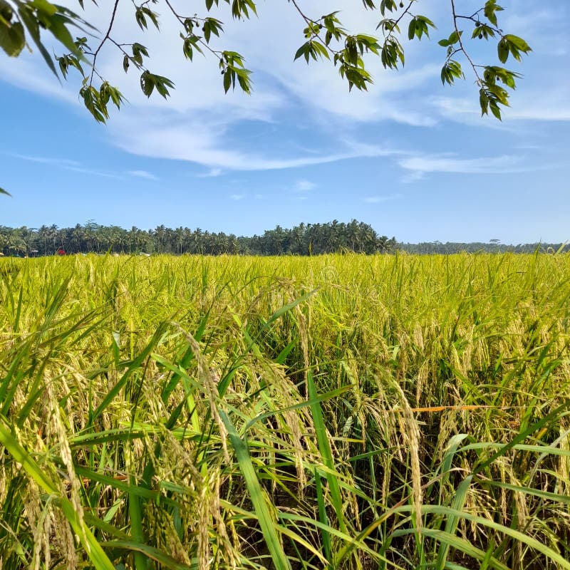Rice field stock image. Image of sound, wheat, ricefield - 315625485