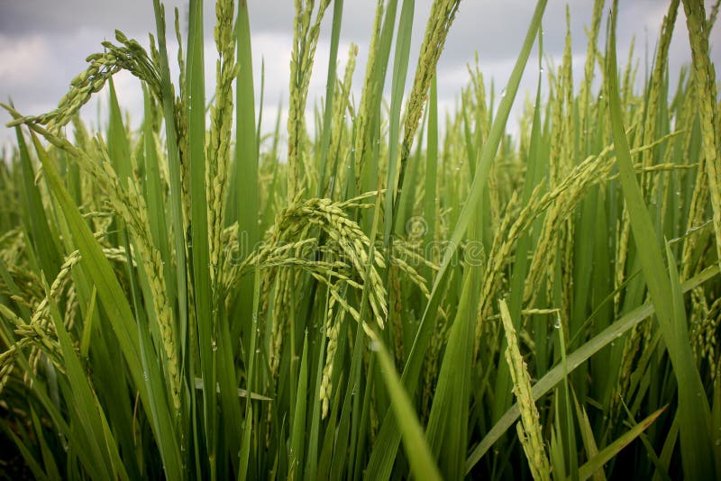Rice field stock image. Image of branch, harvest, landscape - 194499127