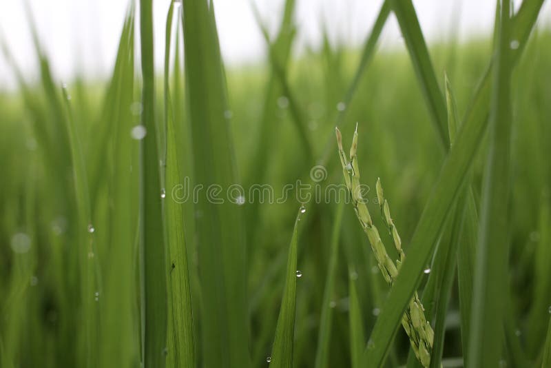 Rice field stock image. Image of growth, crop, beautiful - 194556635