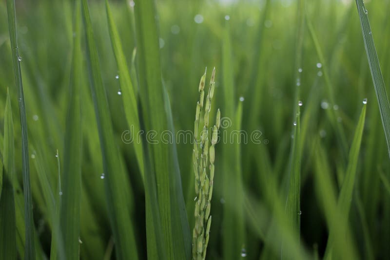 Rice field stock photo. Image of leaf, grass, autumn - 194556668