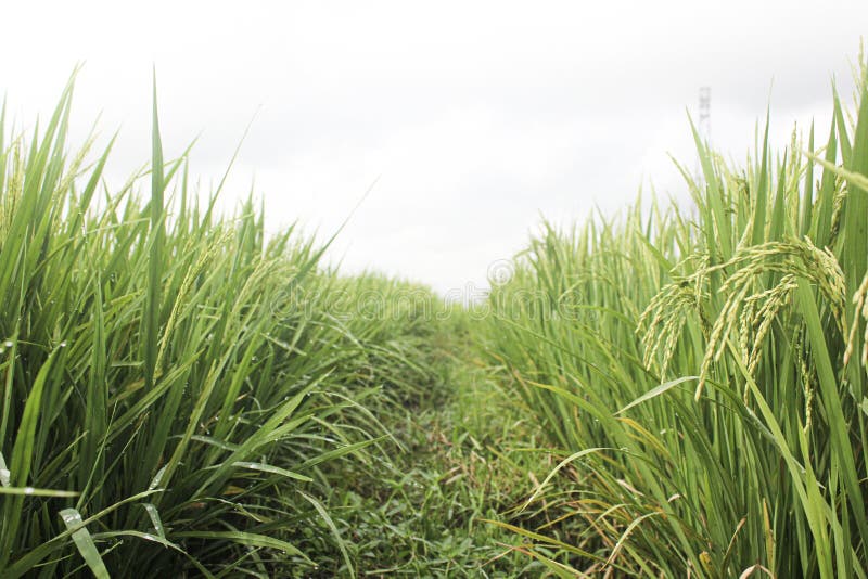 Rice field stock image. Image of asia, fall, asian, garden - 194556837
