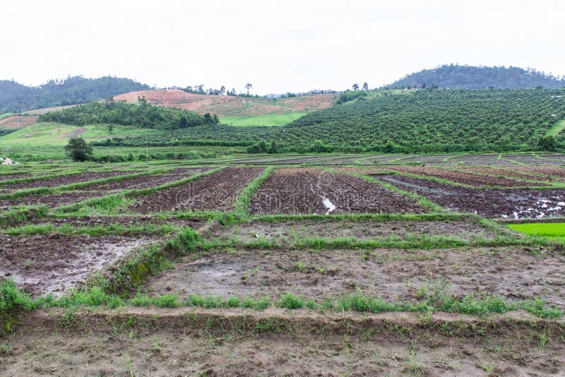 Rice Garden and Scarecrow in Thailand Stock Photo - Image of industry ...