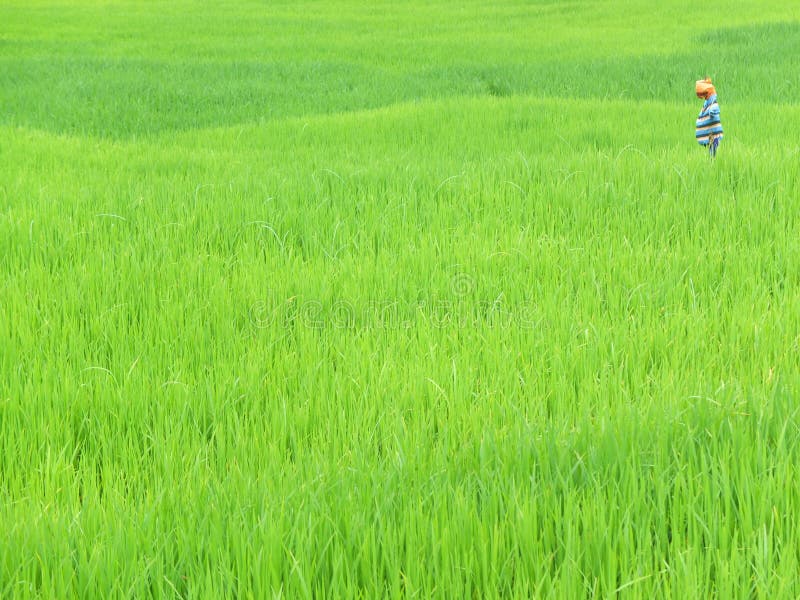 Rice field in Goa, India stock photo. Image of rain, tree - 45460230