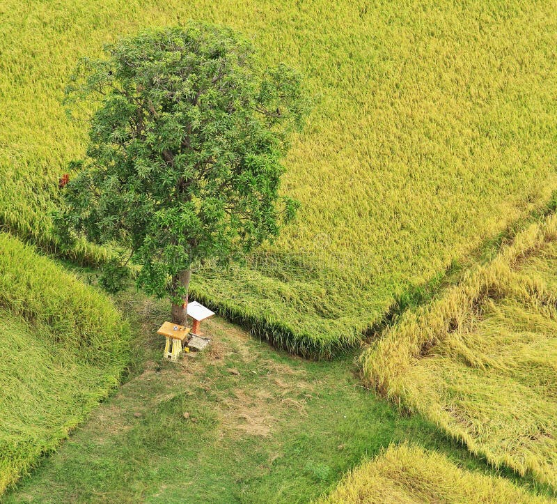 Rice field stock image. Image of field, rice, gold, green - 47729265