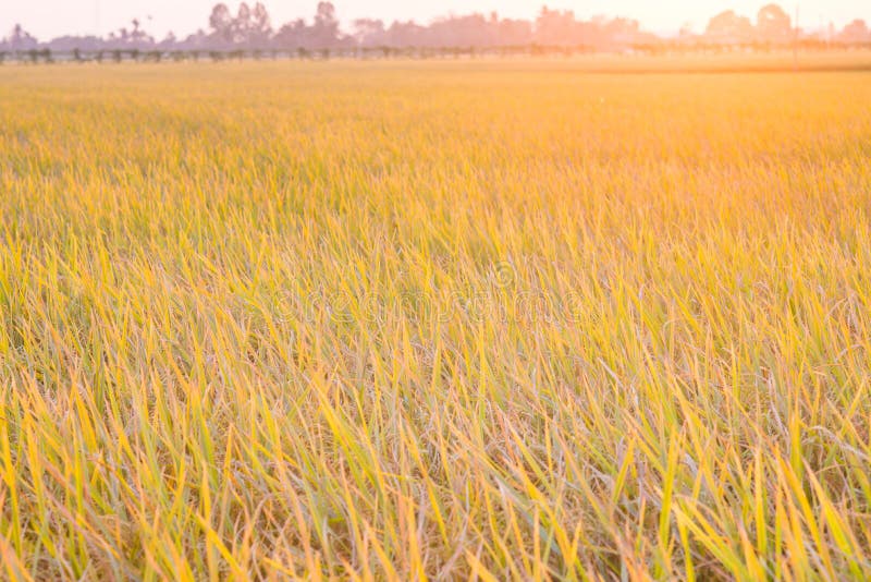 Field of Gold stock image. Image of gold, agriculture, child - 795409
