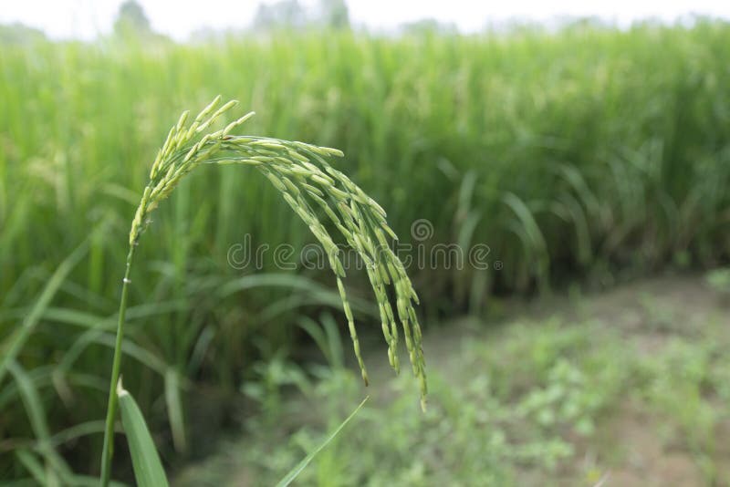 Rice Field with Golden Ear of Rice Ready for Harvest Stock Image ...