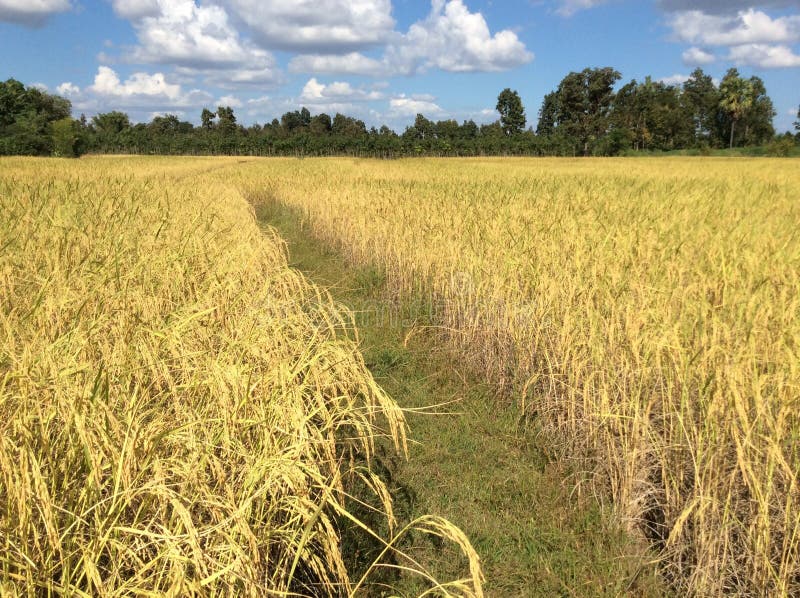 Rice field stock photo. Image of agriculture, field, golden - 47330998