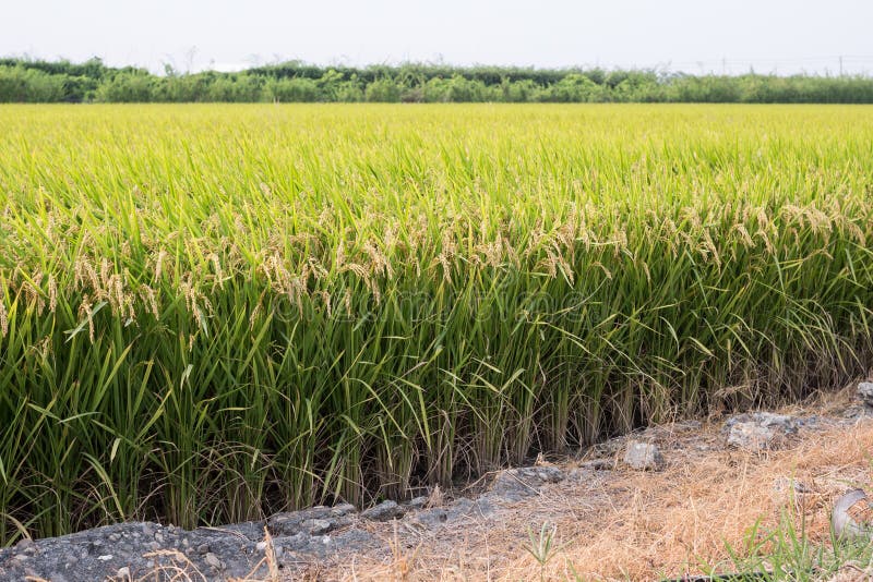 Rice field stock photo. Image of plantation, ripe, field - 46533548