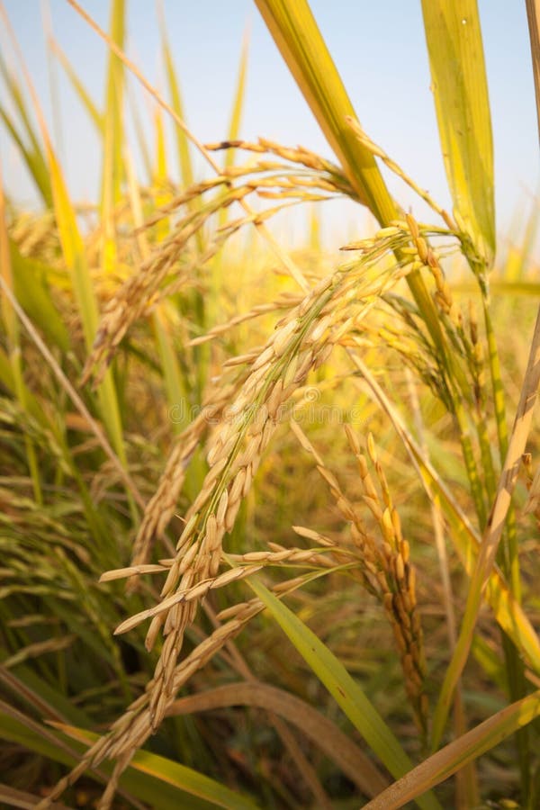 Rice Paddy and Electricity Post Stock Image - Image of autumn, seed ...